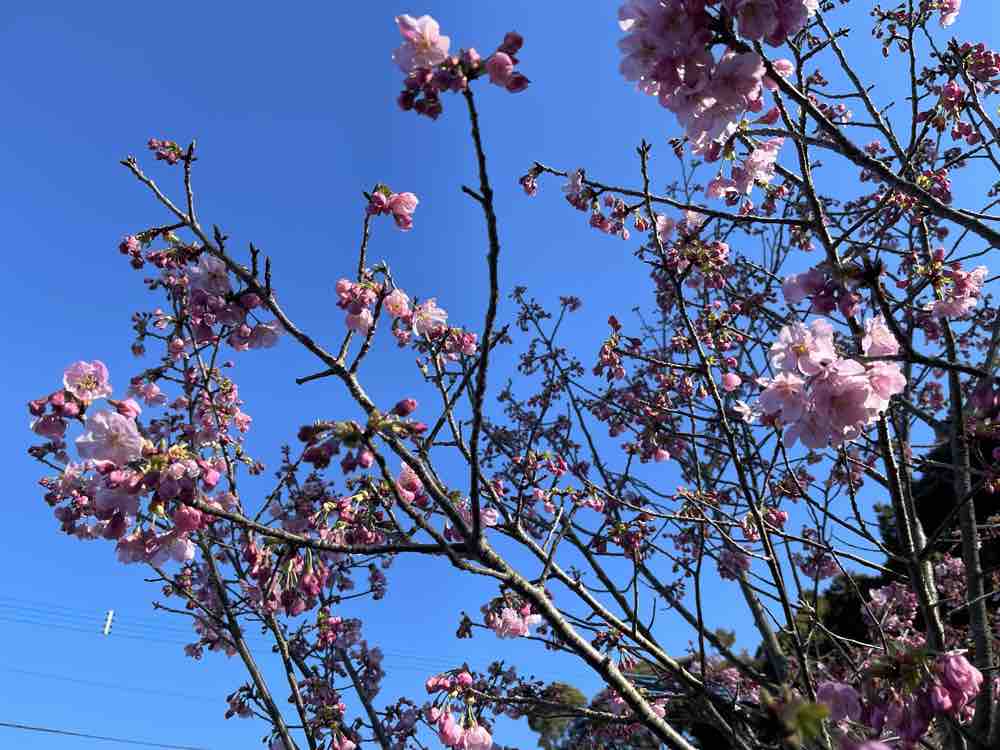 おがわのブログ – 株式会社小川工務店／株式会社緑化センター（長崎県佐世保市 ）〜 新築、リノベーション、リフォーム、造園、不動産など ...