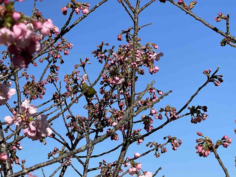 おがわのブログ – 株式会社小川工務店／株式会社緑化センター（長崎県佐世保市 ）〜 新築、リノベーション、リフォーム、造園、不動産など ...